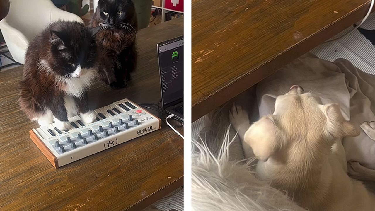 Cat plays synth concert for captivated dog