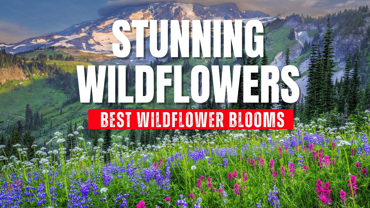 Where to See Beautiful Spring Wildflower Blooms