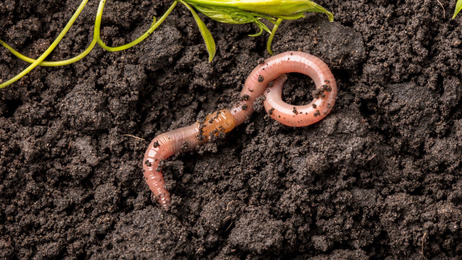 Earthworm-like robot could dig underground power lines faster, cheaper ...