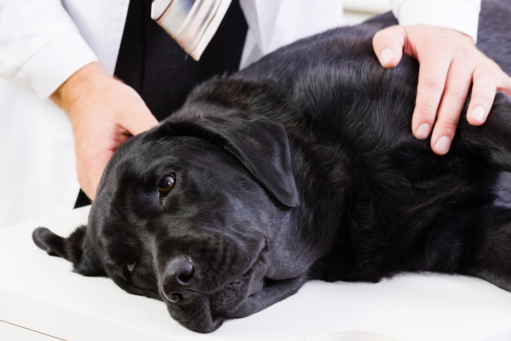 5 Canine Heart Problems to Know About