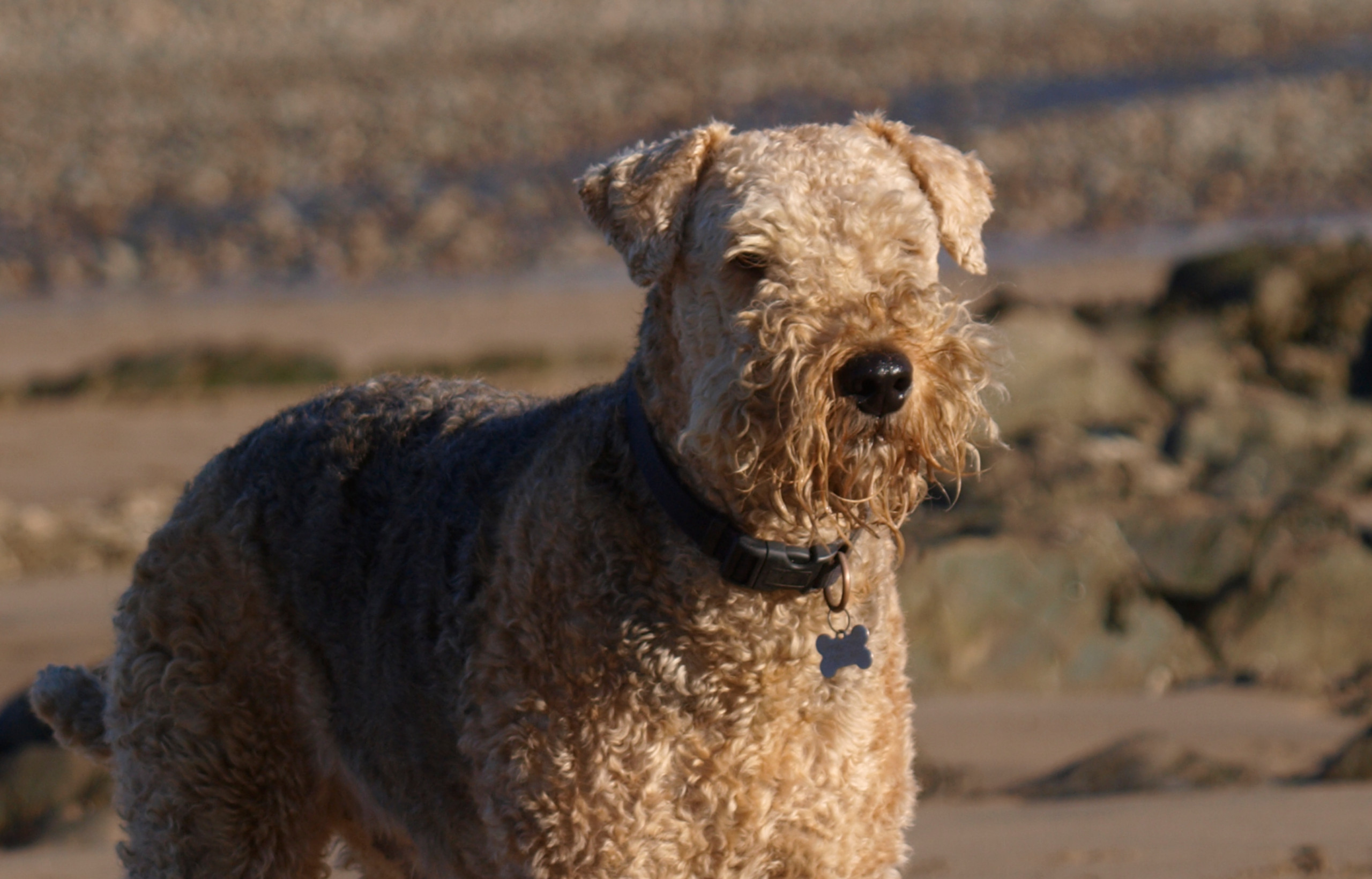 Dog breeds that may not fit your lifestyle