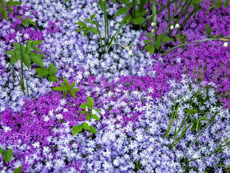 Unkraut wie Giersch bekämpfen: 5 blühende Bodendecker für deinen Garten