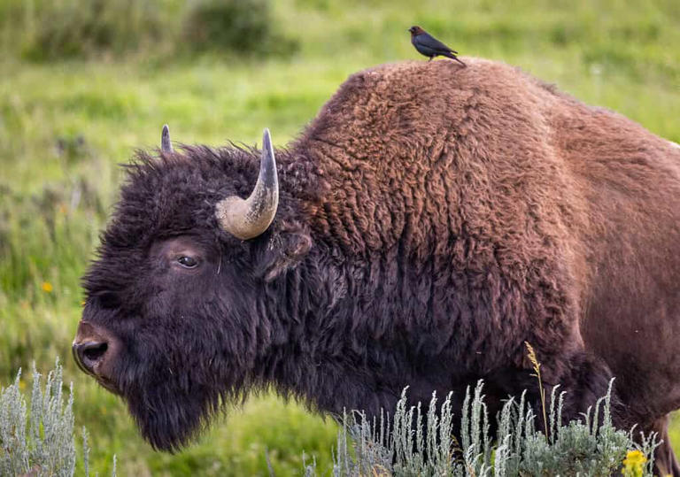 Yellowstone Bison Made a Stunning Comeback. Now, After 120 Years of ...