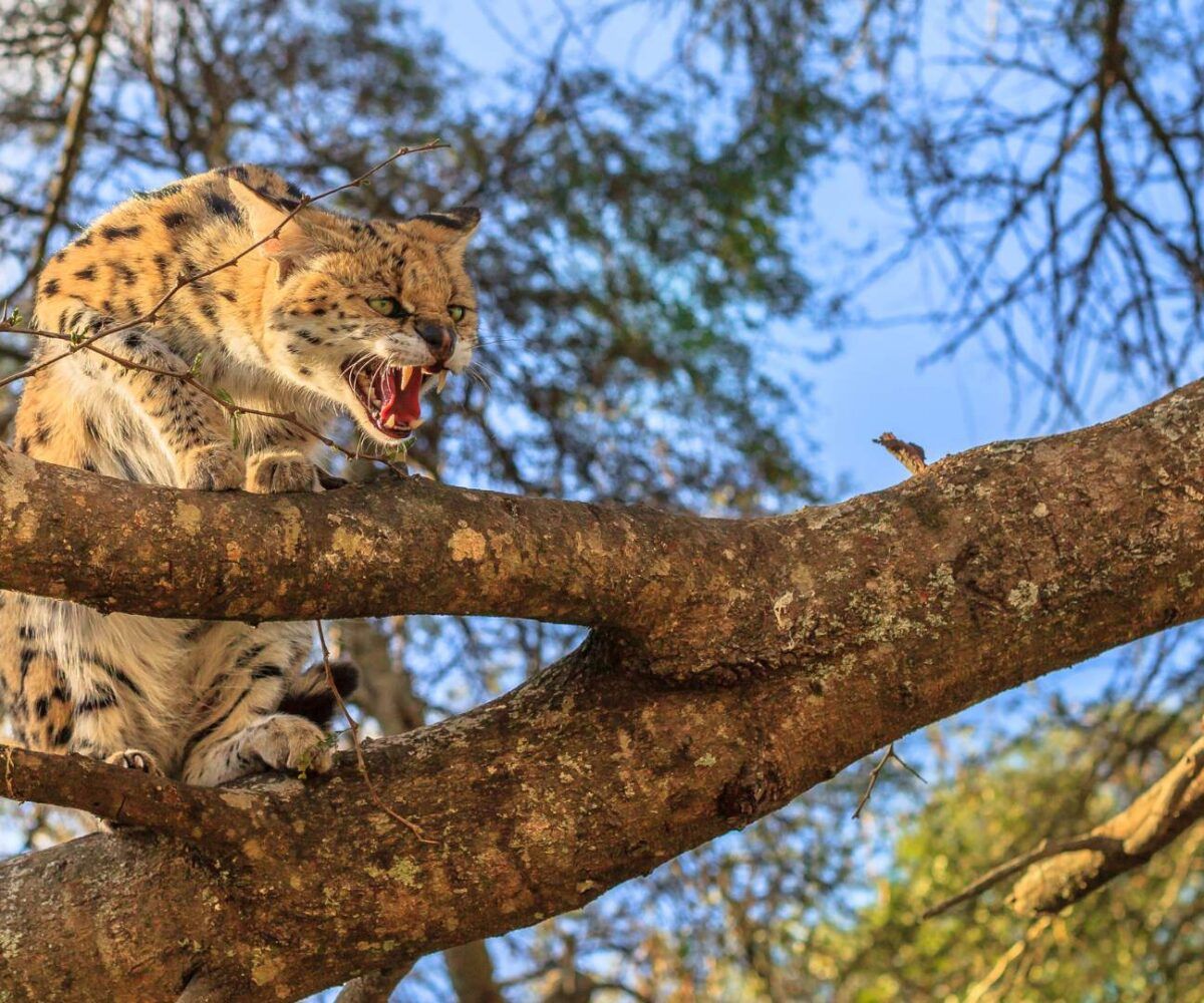 Six unique wildlife encounters that are beyond SA’s Big Five