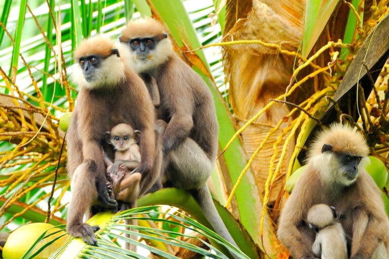 Sri Lanka calls for five-minute surveys to identify crop-raiding animals