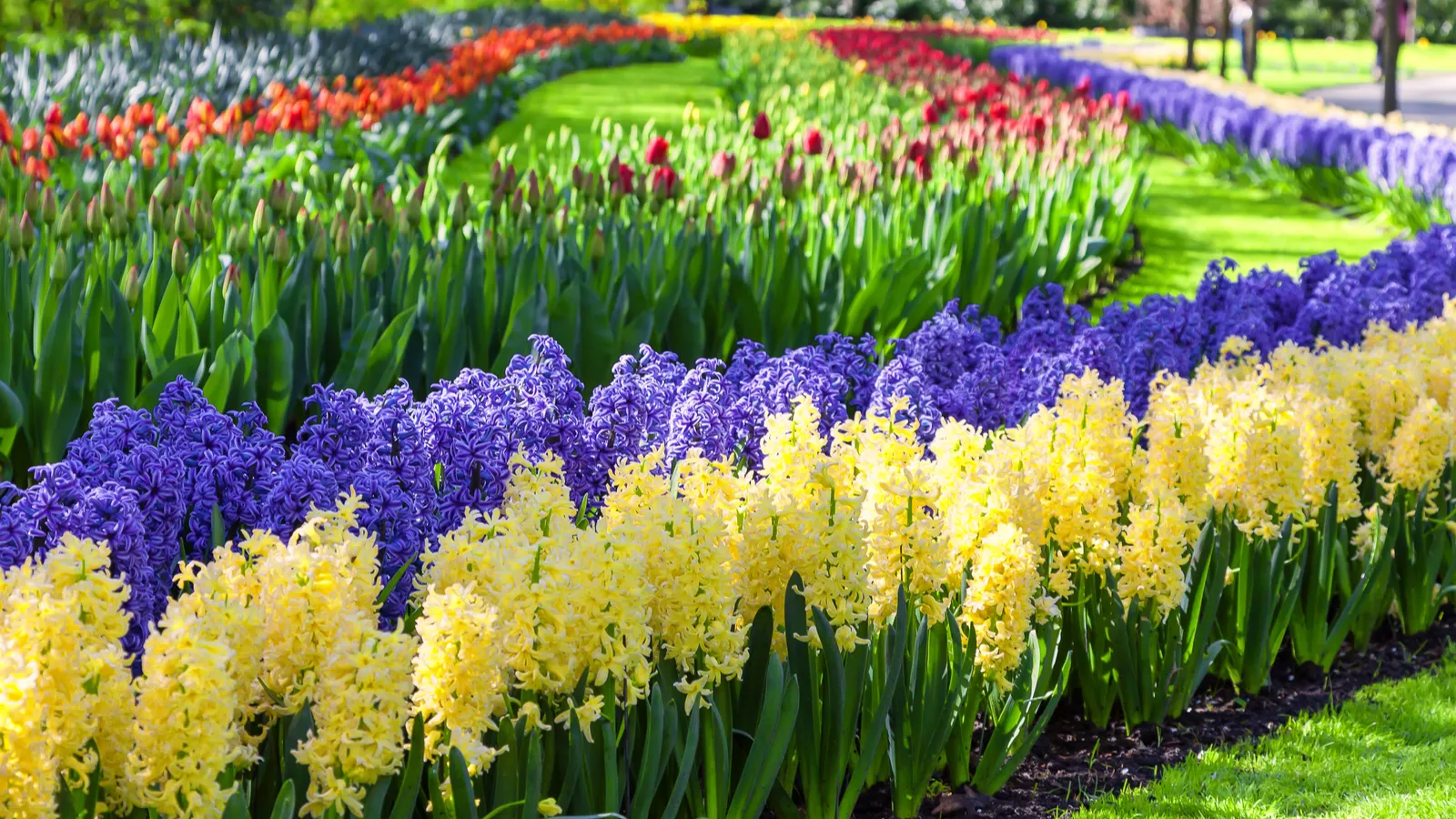 Best Low-Maintenance Plants for Spring Yard