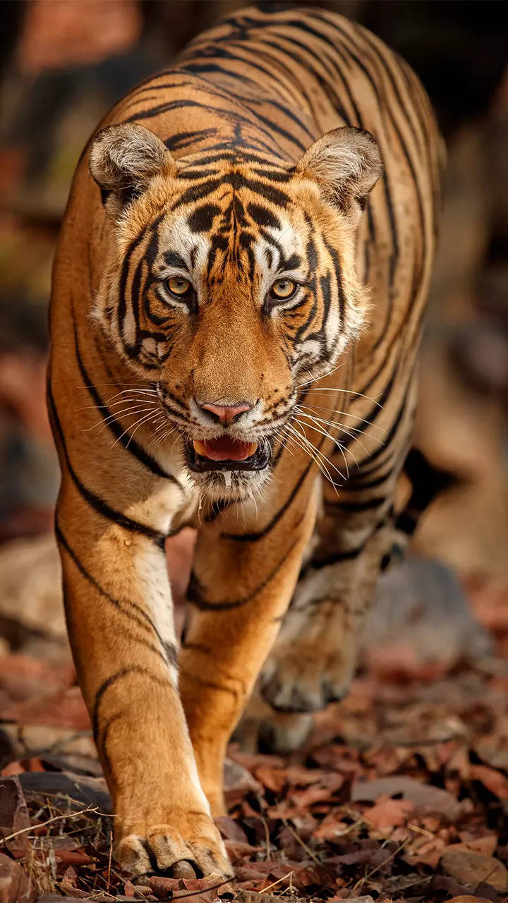 10 animals that are extremely important for ecological balance