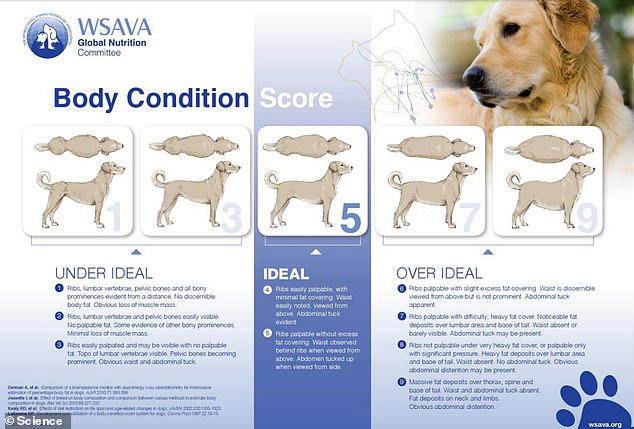 Scientists discover 'fat gene' that hardwires you for obesity
