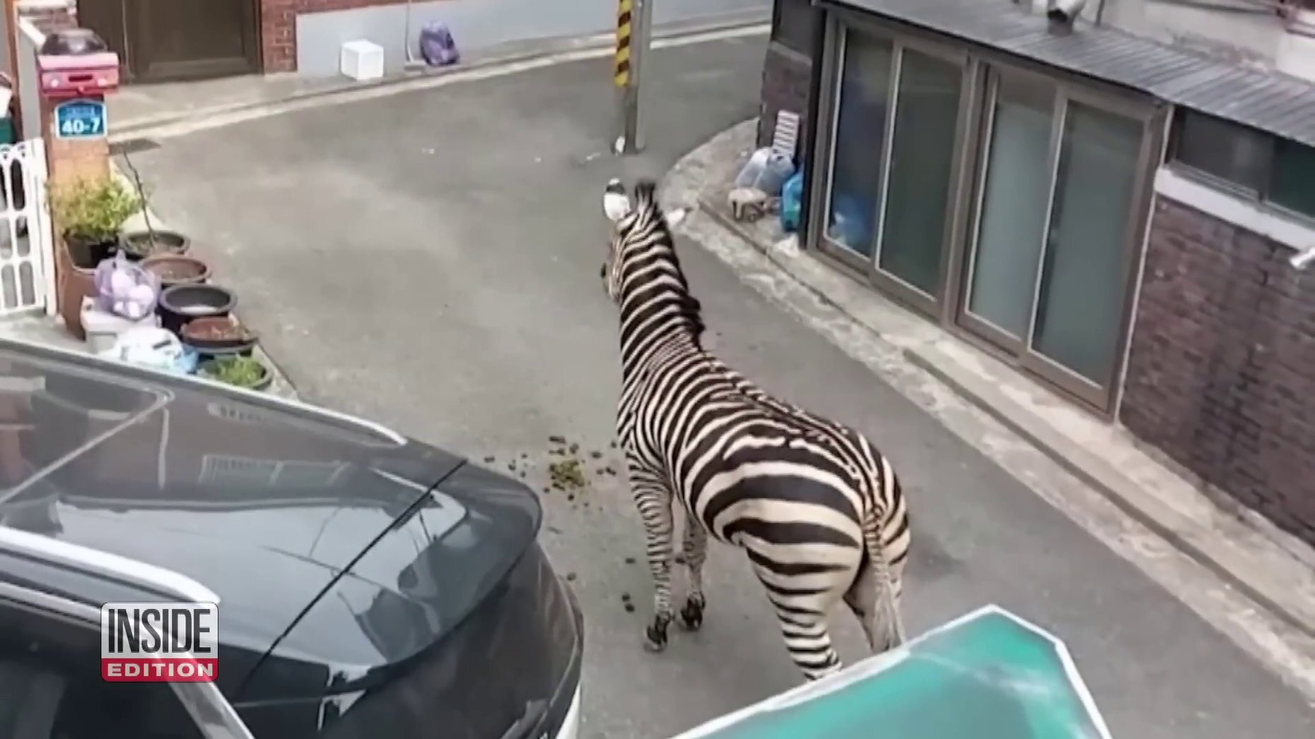Escape artists: Incredible stories of animals on the run