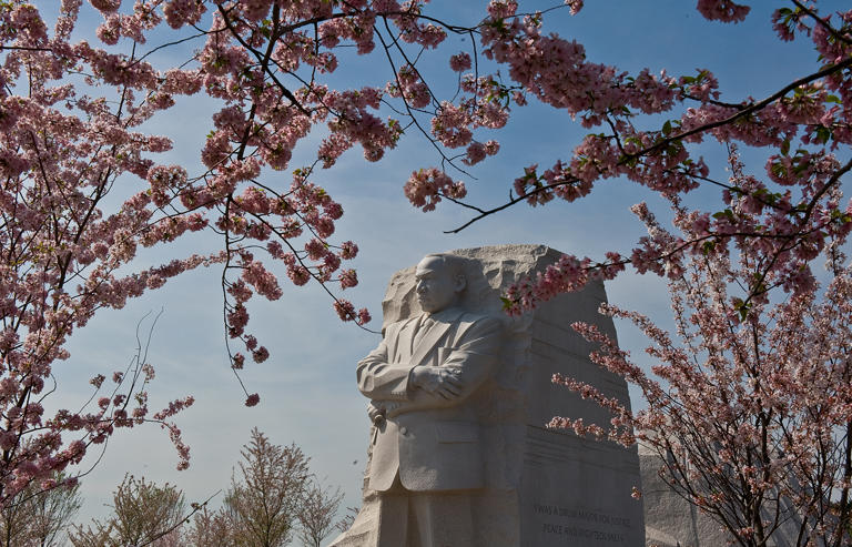 A visitor’s guide to the 2025 National Cherry Blossom Festival in D.C.