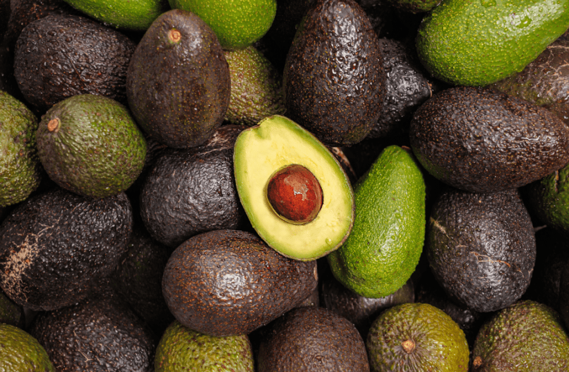 Humans domesticated avocados 7,500 years ago in Honduras, study reveals