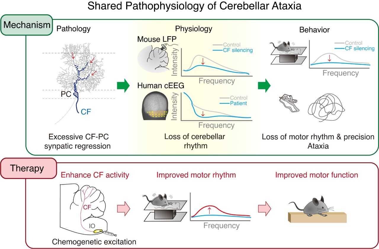 Unlocking a common cause of ataxia: A step toward effective treatment