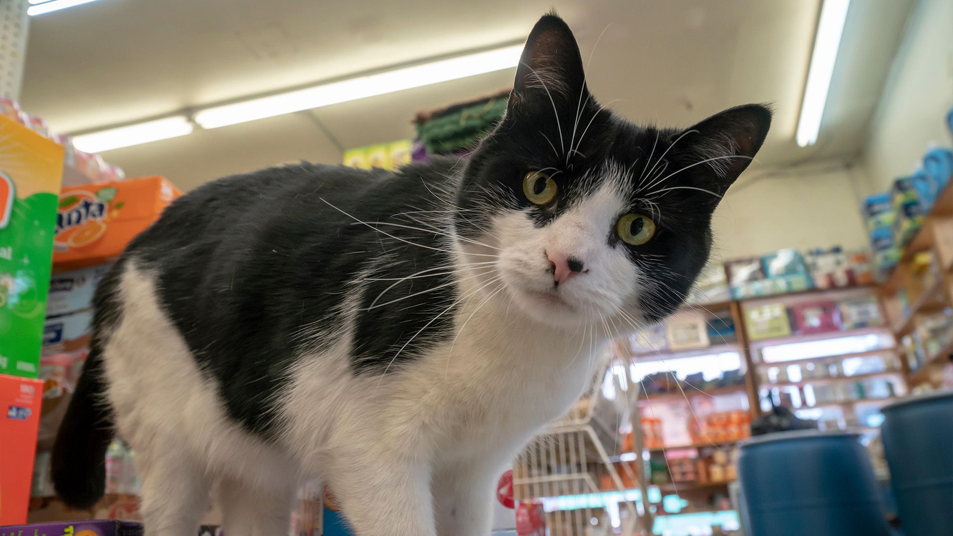 Petition calls for new bodega cat ‘certification’ plan in NYC