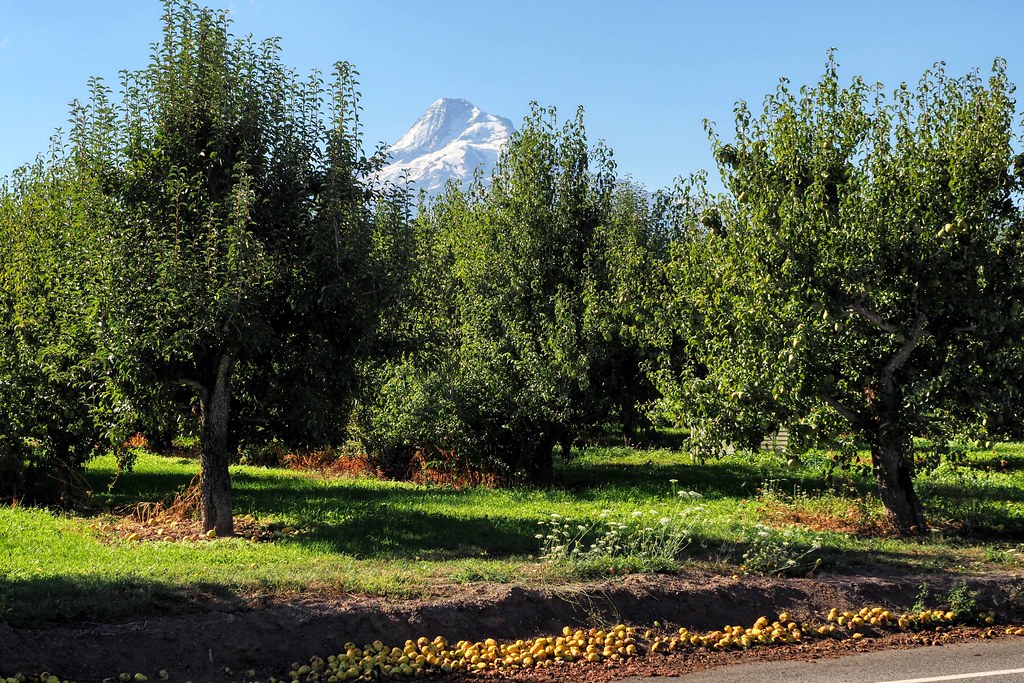 Oregon’s Pears and Their Surprising Health Benefits