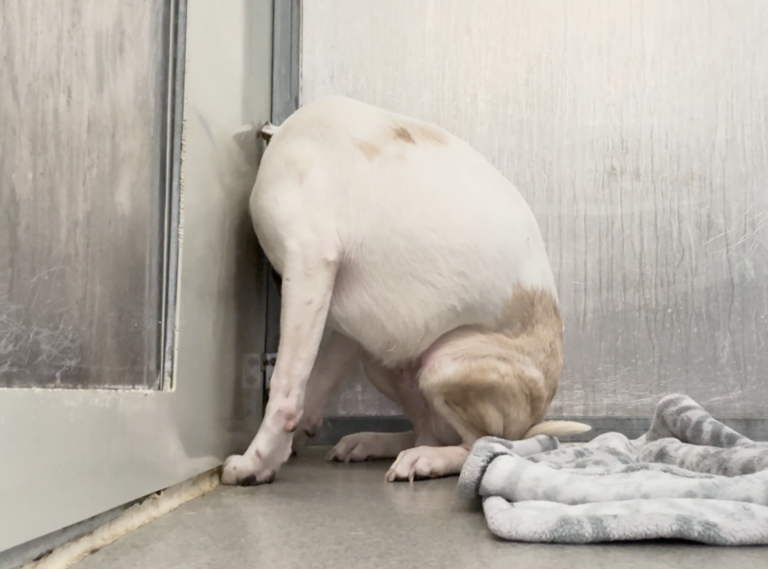 The Devastating Effects of Inbreeding of Dogs—And Why It’s Worse Than ...