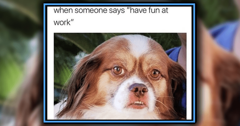Quirky Animal Memes to Share With Your Off-Kilter Colleagues