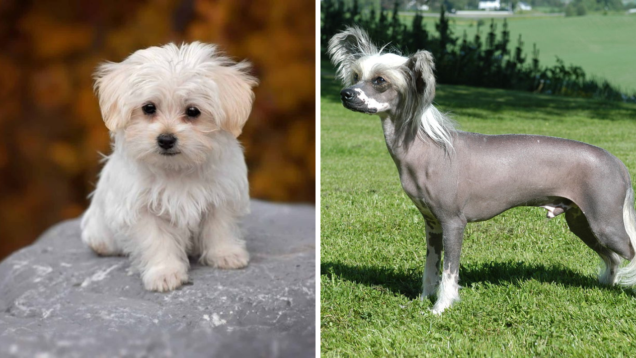 These Are The Best Hypoallergenic Dog Breeds That Don’t Shed Hair