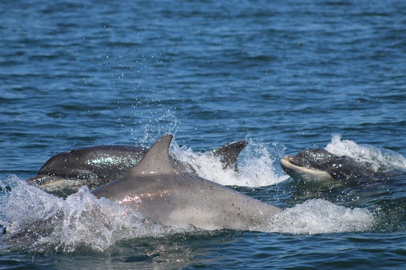 Scientists listen to 'dolphin whistling' to track numbers off ...