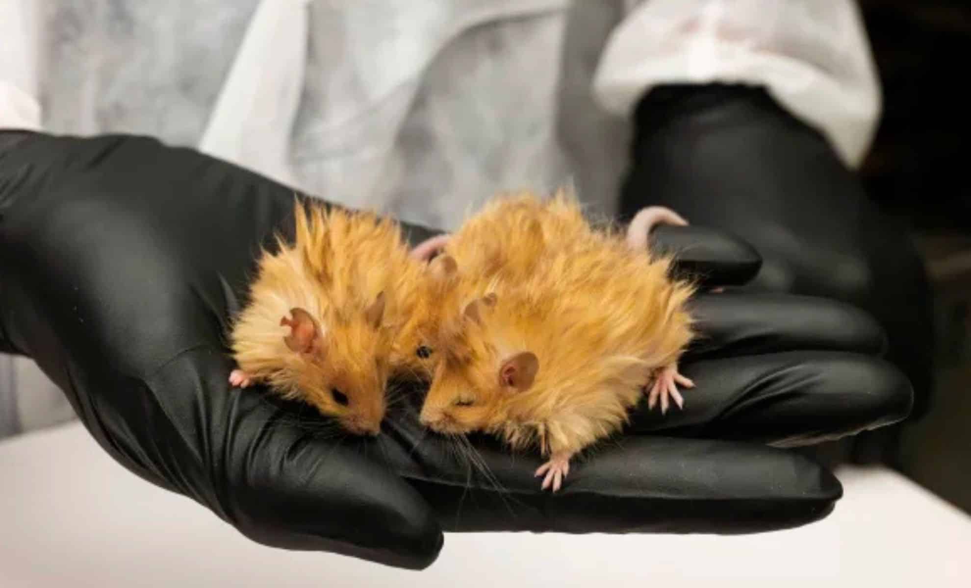 Scientists Create ‘Woolly Mice’ in Major Step Toward Woolly Mammoth Revival