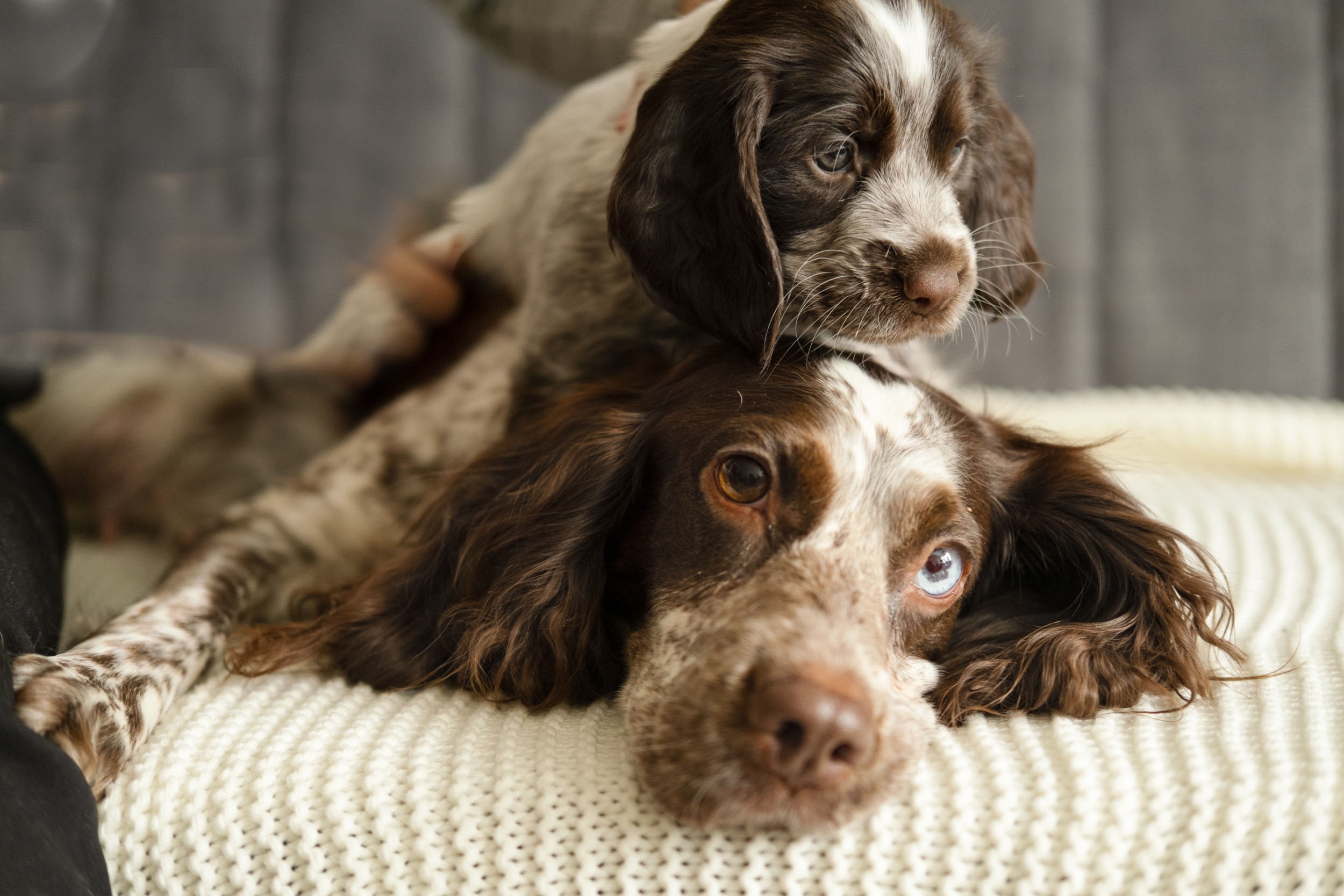Cocker Spaniel's Desperate Attempts To Cuddle Sibling Goes Viral