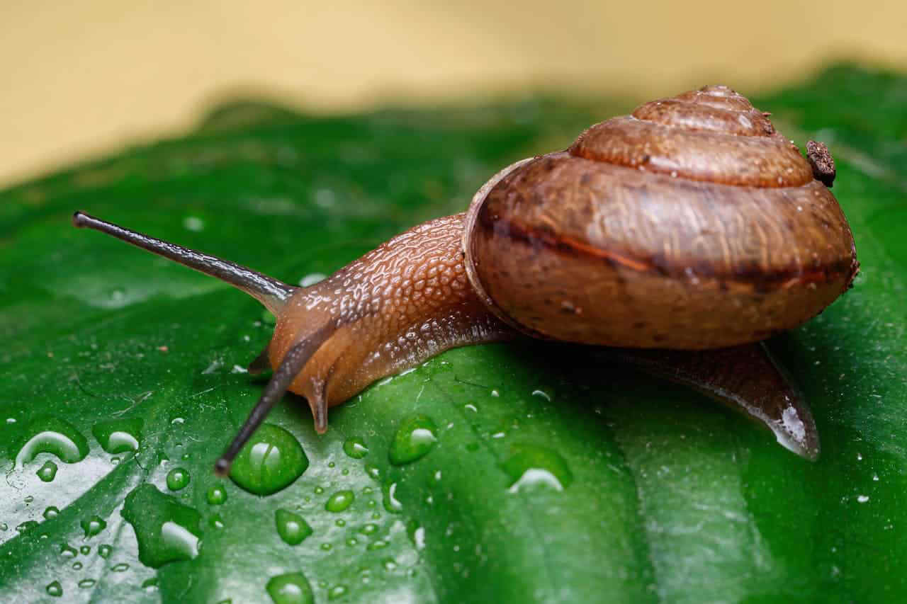 7 Easy Ways to Keep Slugs and Snails Away from Your Spring Crops 7 Easy Ways to Keep Slugs and Snails Away from Your Spring Crops