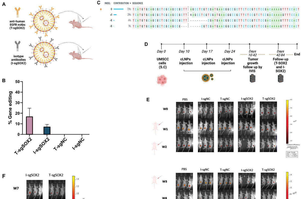 CRISPR cuts gene from head and neck cancers through direct injection—50 ...