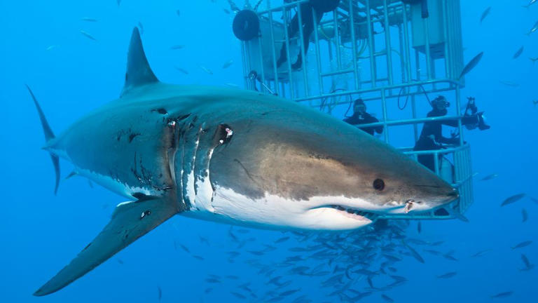 Massive megalodon was even longer than scientists thought