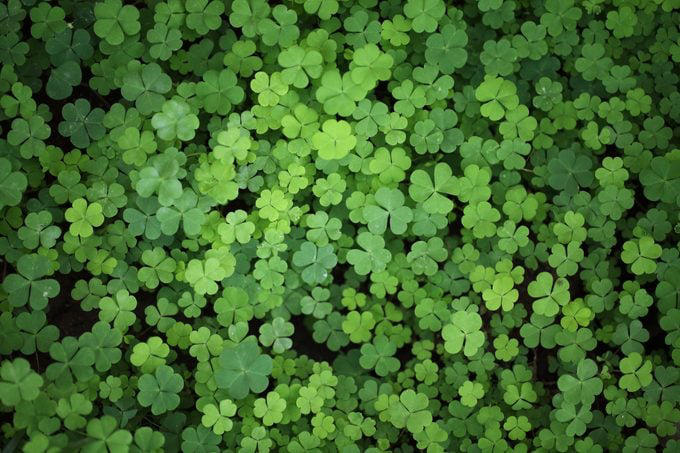 Why Four-Leaf Clovers Are Considered Lucky: Facts and Myths