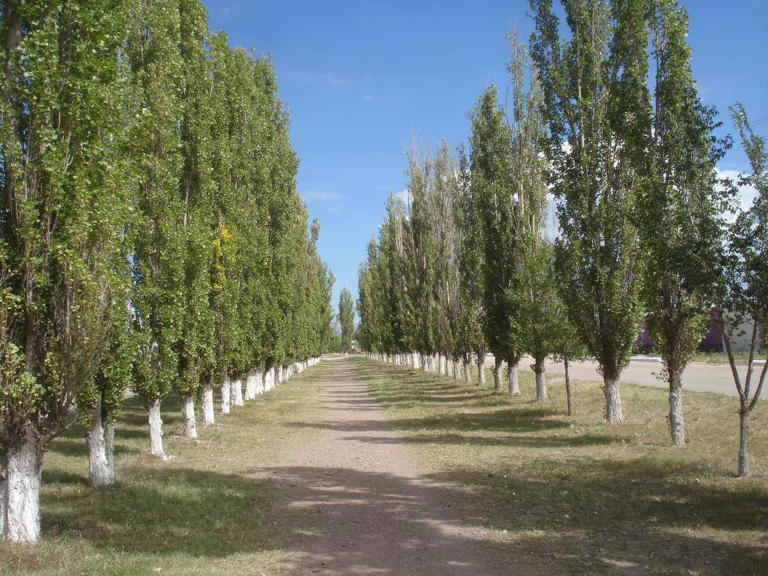 Cuidados y características del álamo: Todo sobre este árbol majestuoso ...