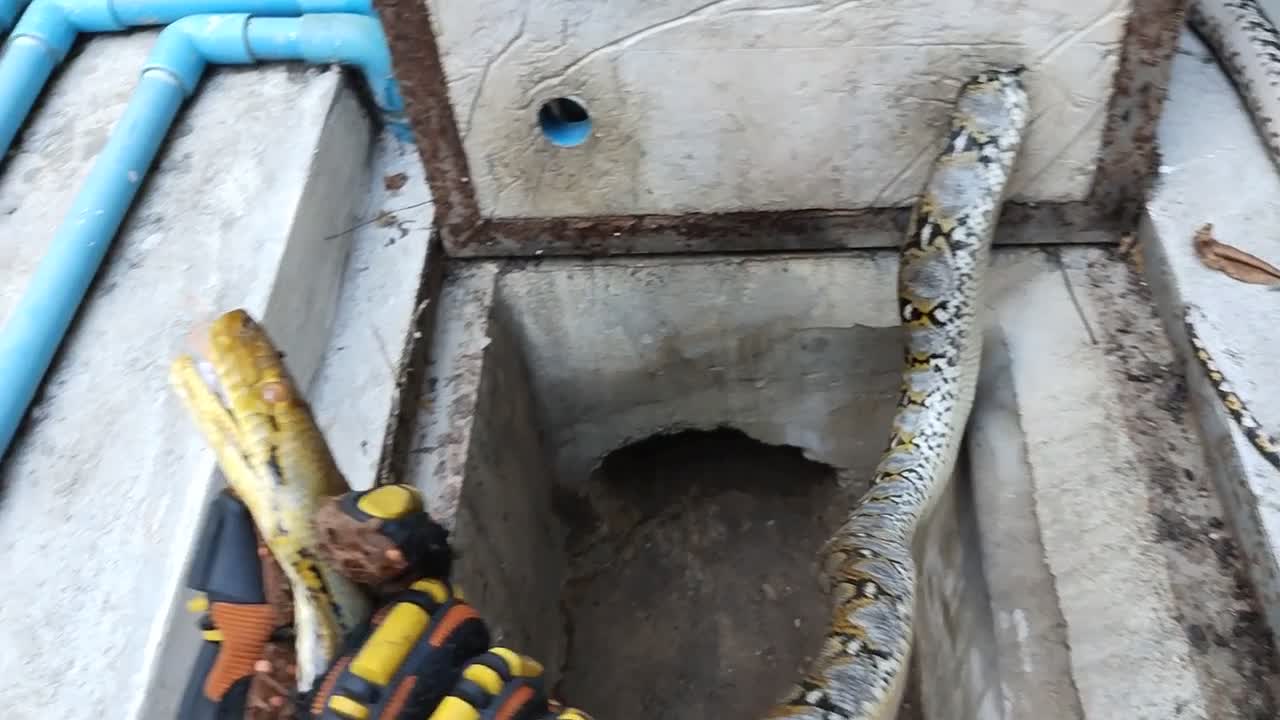 Python stuck in manhole cover rescued by firemen in Thailand