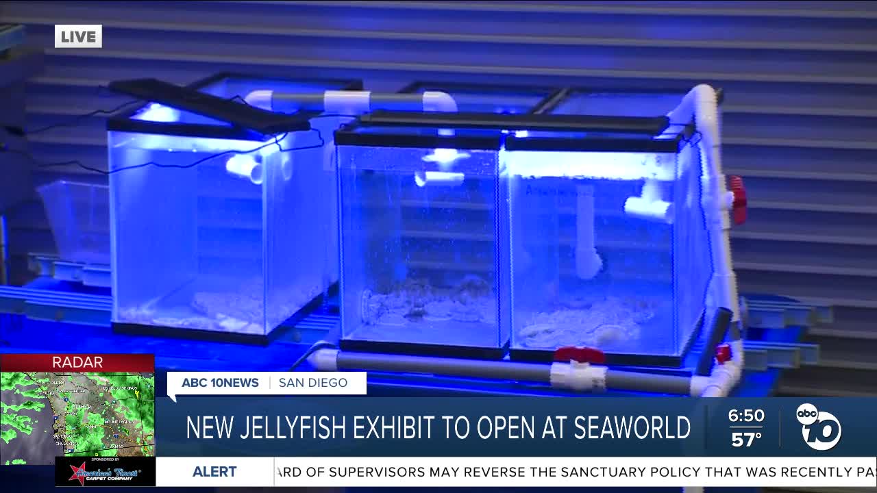 A look at the process behind SeaWorld's jellyfish exhibit