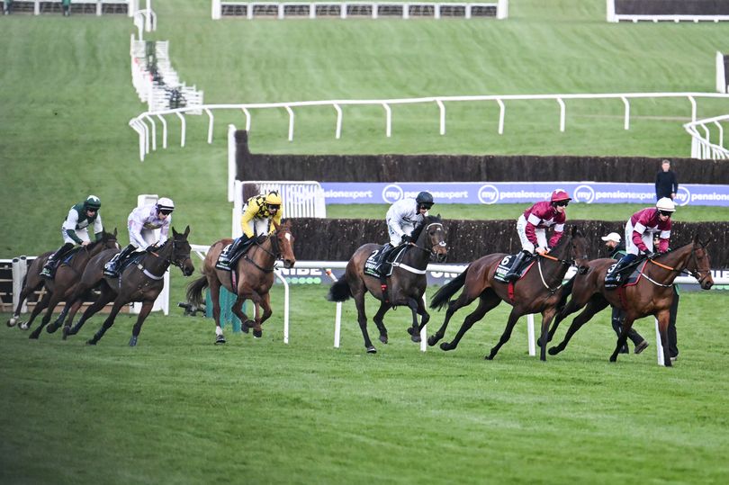 Constitution Hill fall cost Cheltenham Festival 2025 punters in 'excess ...