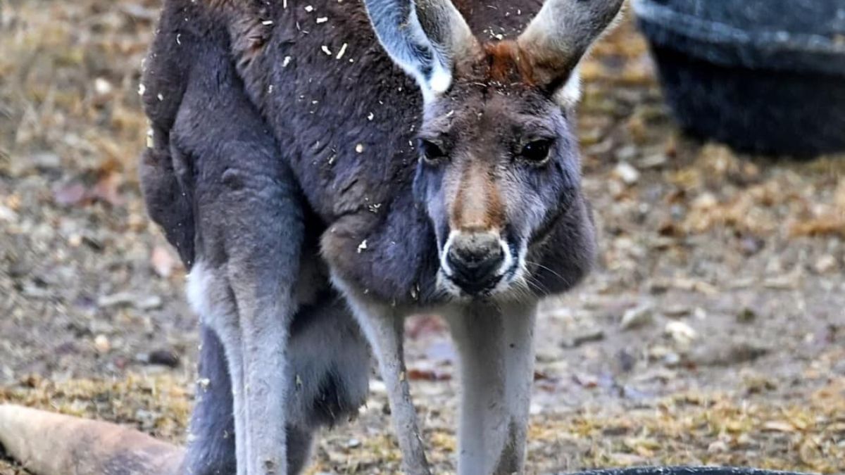 Lehigh Valley Zoo mourns the unexpected death of female kangaroo, Hopsotch
