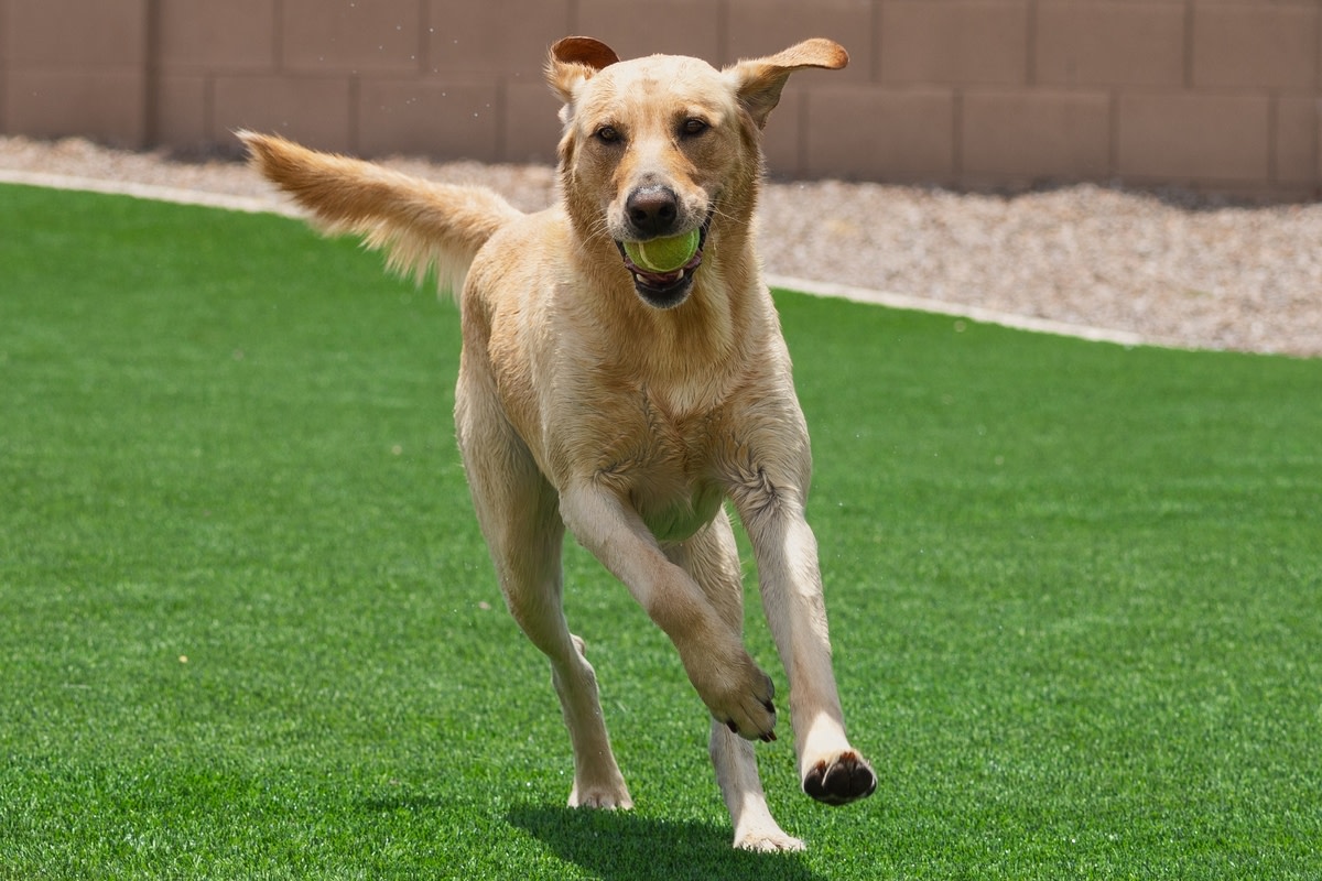 Sweet Yellow Lab Asking Pedestrians to Play Fetch Deserves All the ...