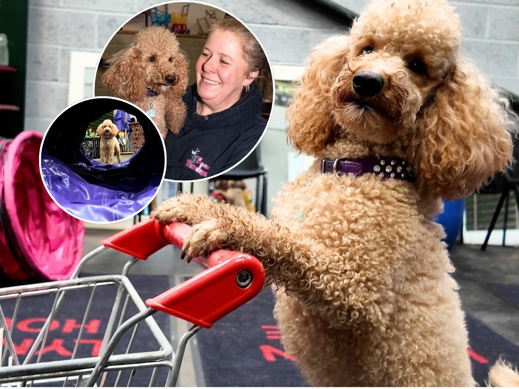 Watch adorable poodle dance as Preston dog trainer explains why ...