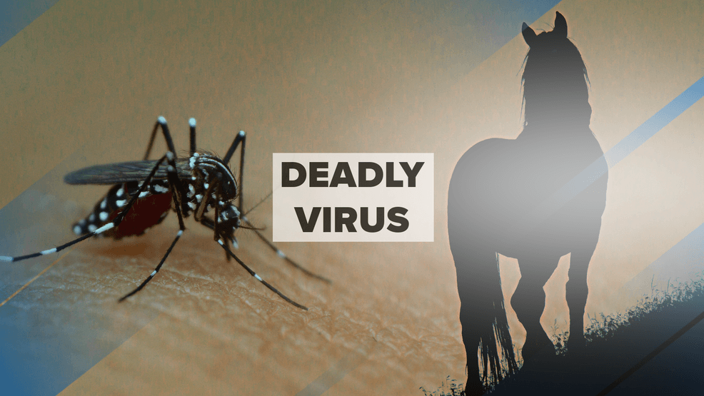 Deadly equine virus discovered in Lackawanna County
