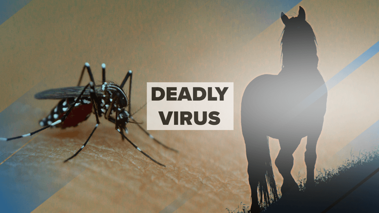 Deadly equine virus discovered in Lackawanna County