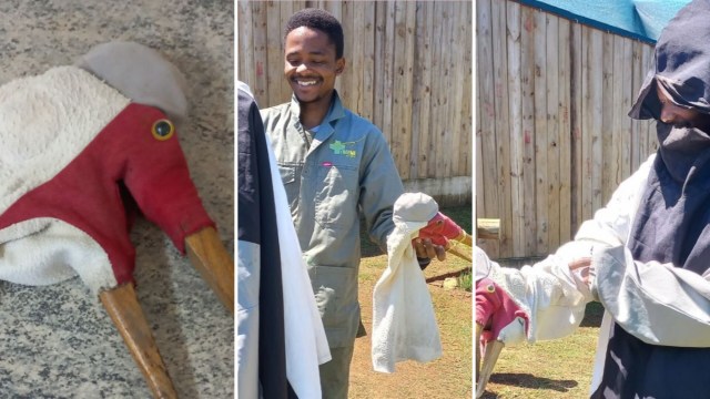 Wildlife rehab center uses genius technique to raise orphaned birds ...