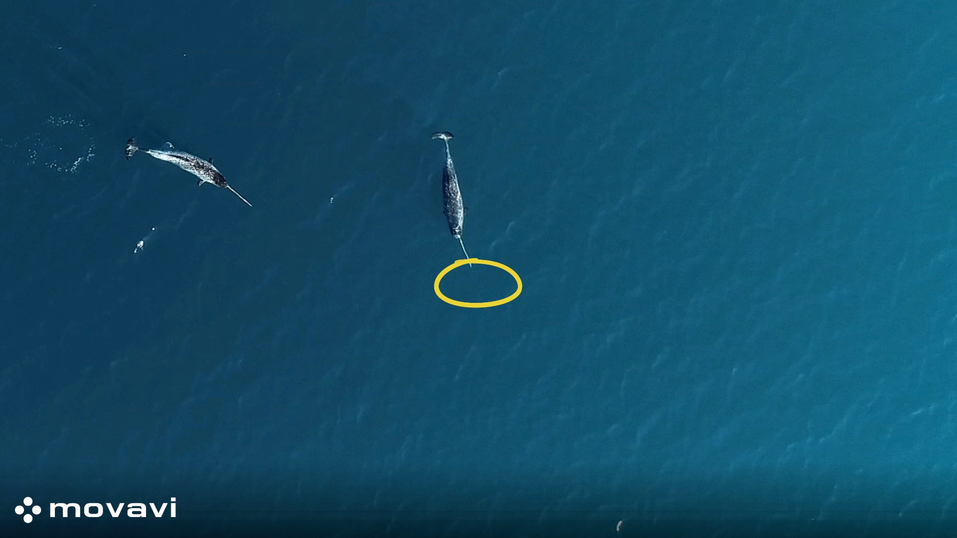RAW VIDEO: Extraordinary Drone Footage Of Narwhals In The Arctic ...