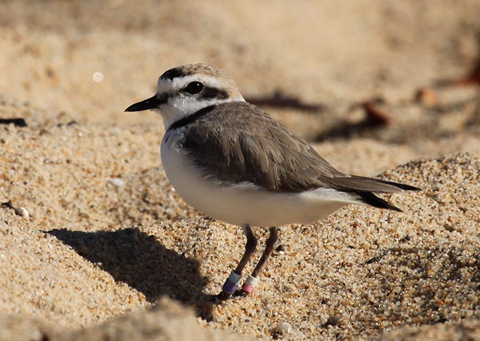 Watch your step: Tiny threatened shorebird nesting along California’s ...