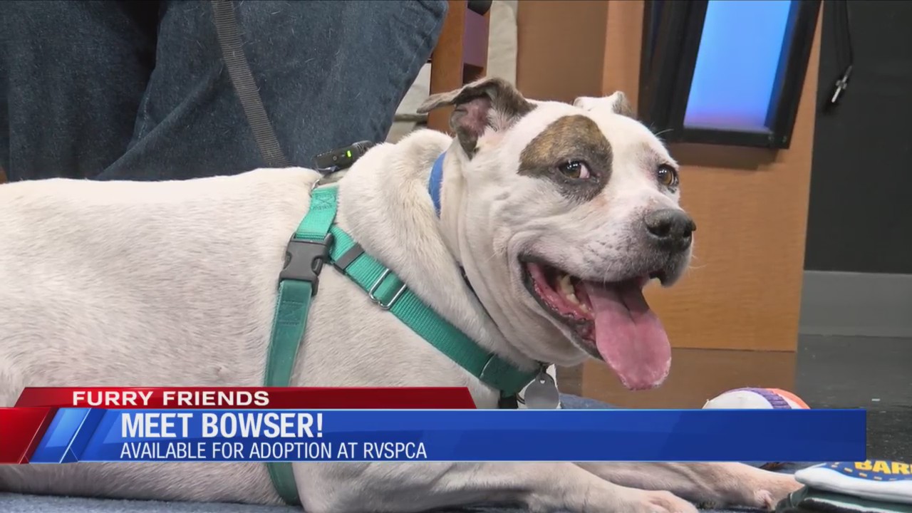 Furry Friends - Meet Bowser