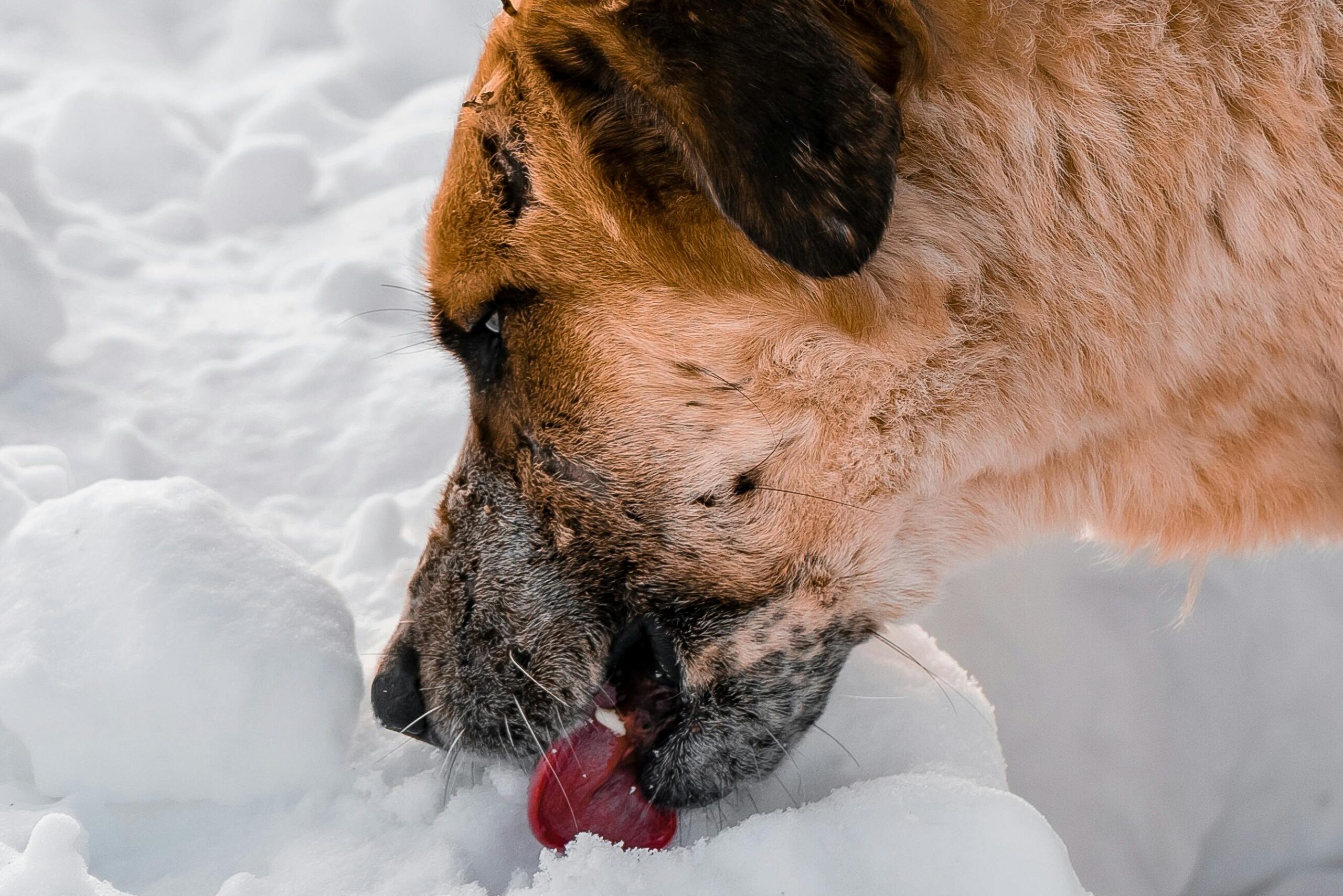 10 Secret Tricks Zoos Use to Keep Their Animals Happy, As Revealed by ...
