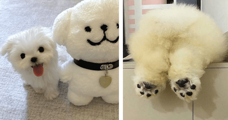 22 Perfectly Playful Pictures of Puppies to Put You In Your Happy Place