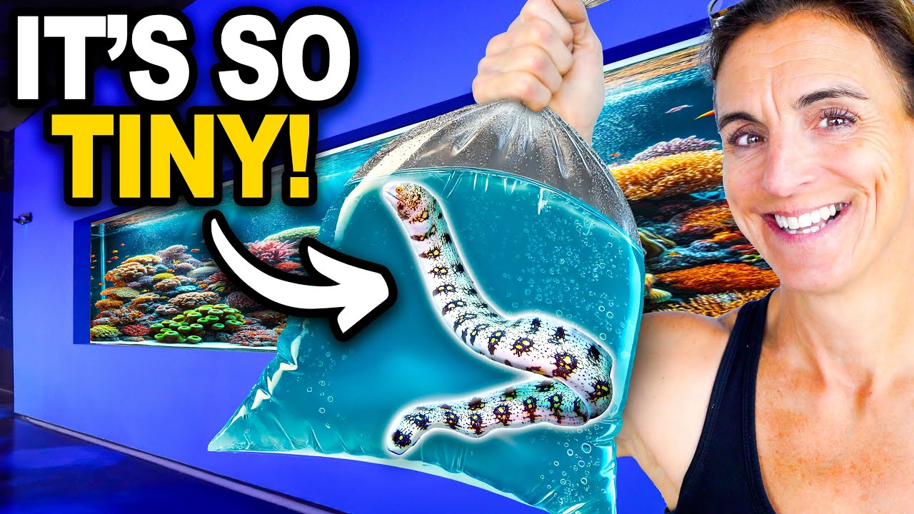 My Very First Eel Just Arrived At My New Aquarium!