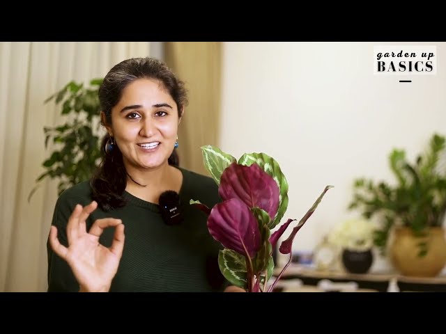 Pet-friendly plants Top 5 picks Garden Up Basics Ep.39