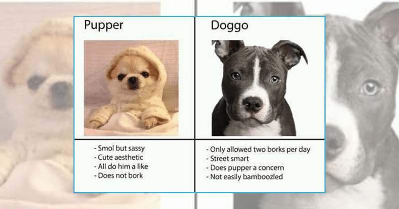 25 Hilarious Animal Memes from the Depths of the Internet’s Comedic ...