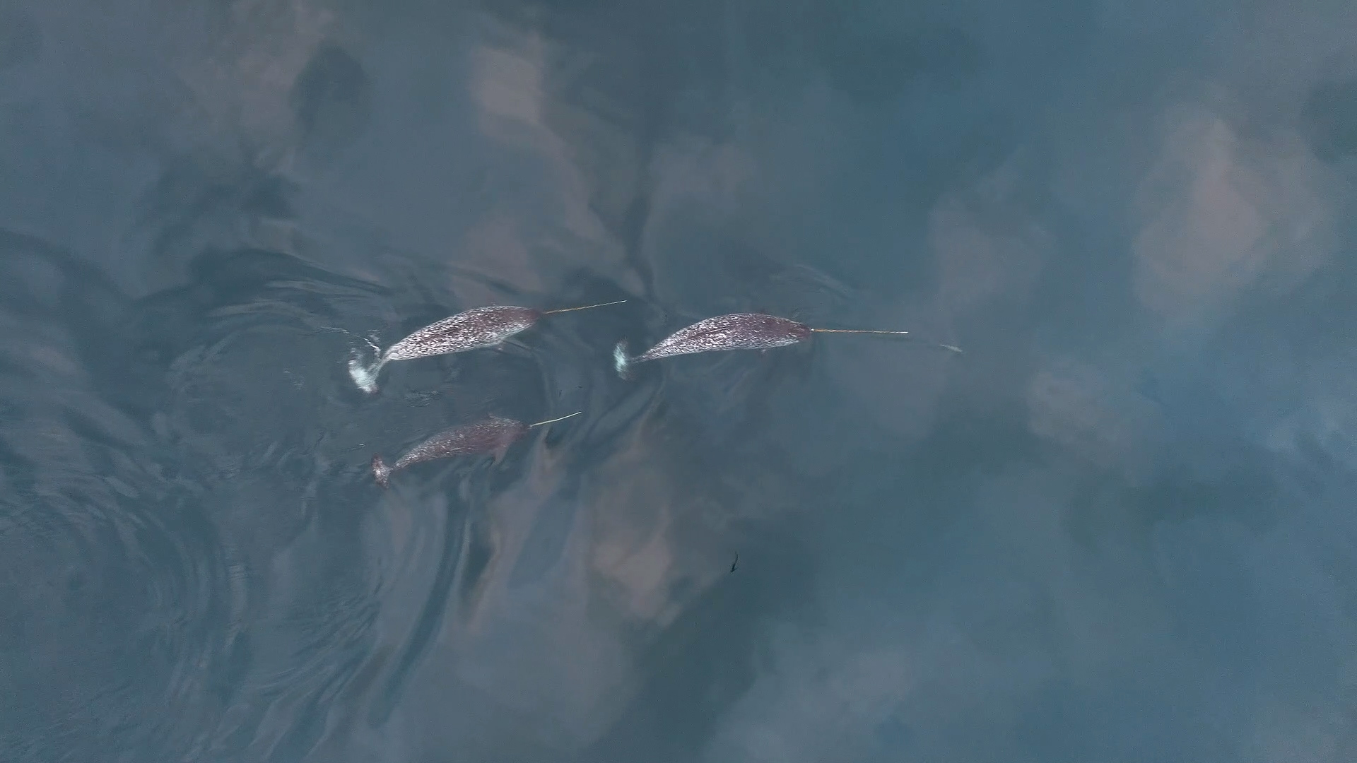 RAW VIDEO: Extraordinary Drone Footage Of Narwhals In The Arctic ...