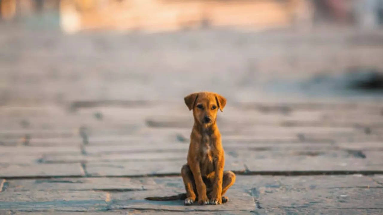 Dancing Duo: Man And Puppy’s Adorable Gidda Moves Win Internet, 'Too ...