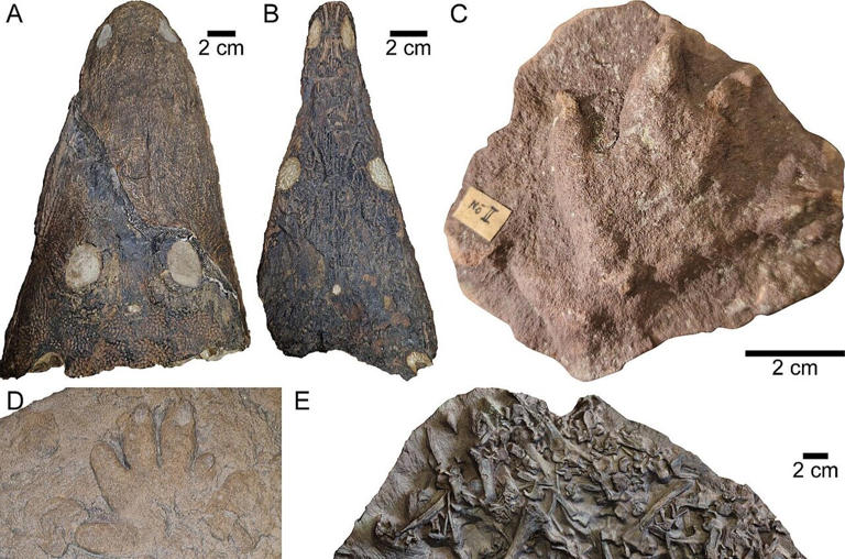 Triassic Life: An overview of ancient amphibians, crocodile relatives ...