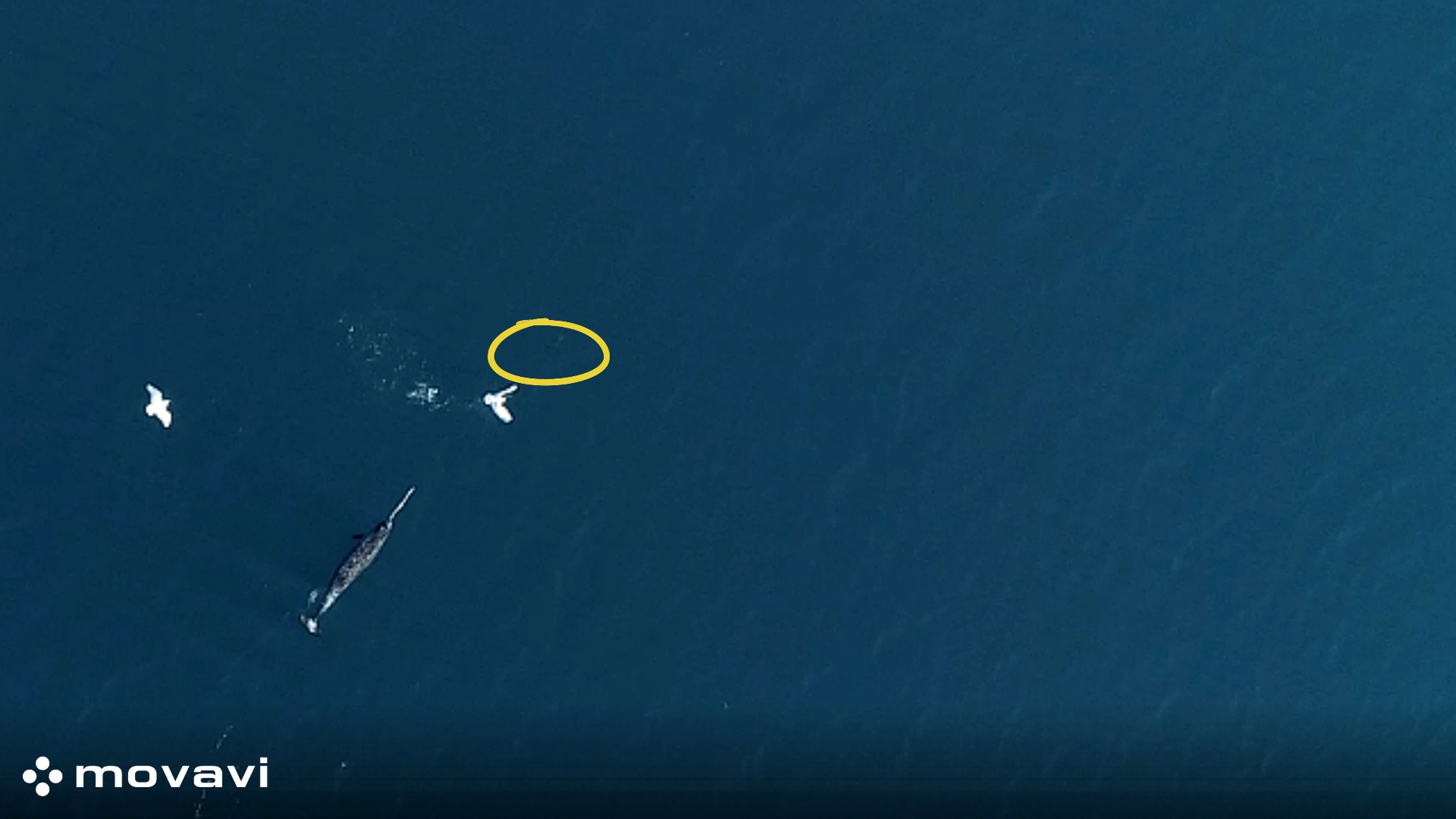 RAW VIDEO: Extraordinary Drone Footage Of Narwhals In The Arctic ...